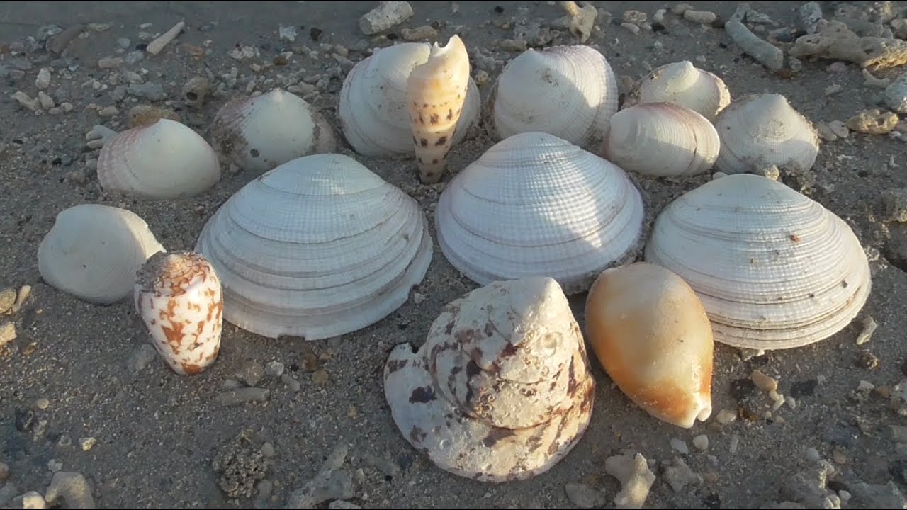 Rare source of beautiful shells found on the beach - YouTube
