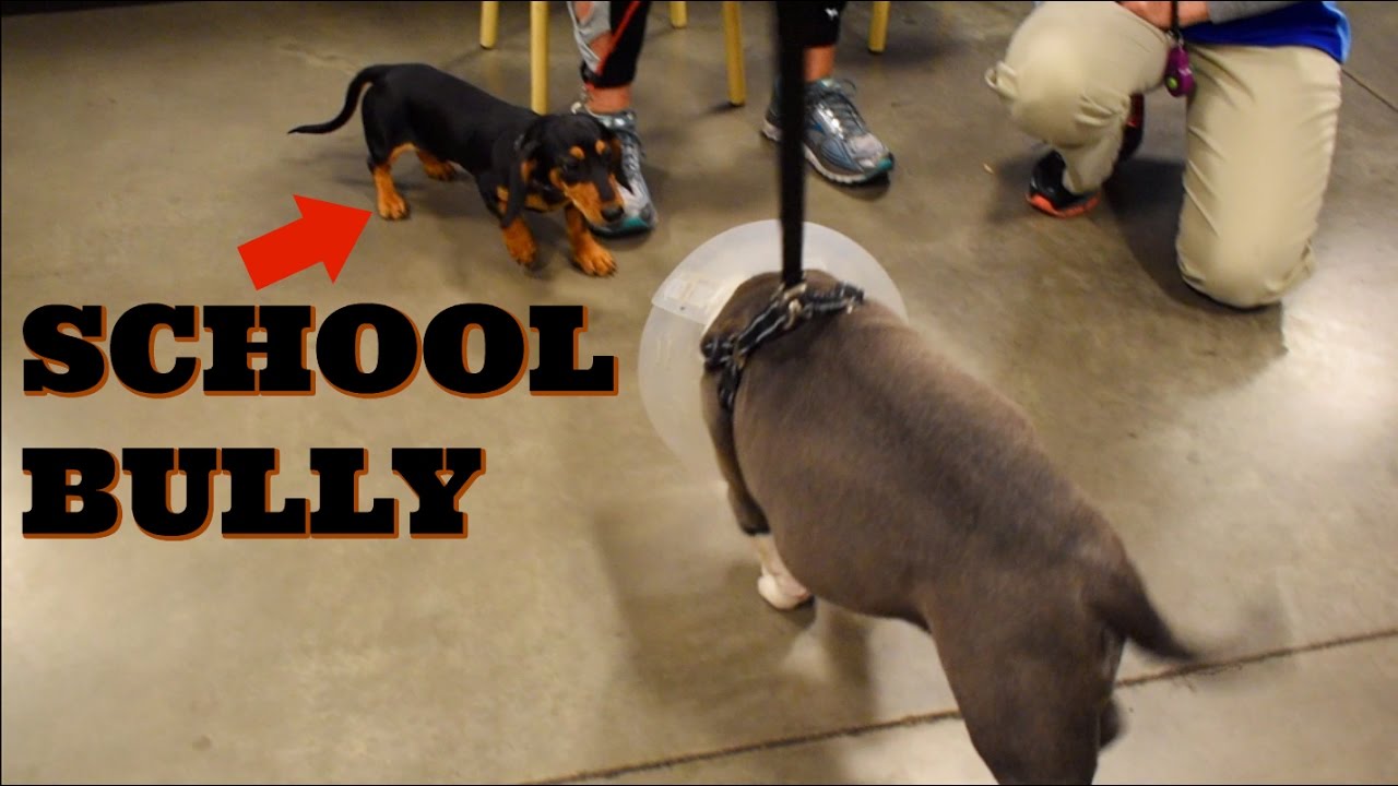 Classroom Bully! - YouTube