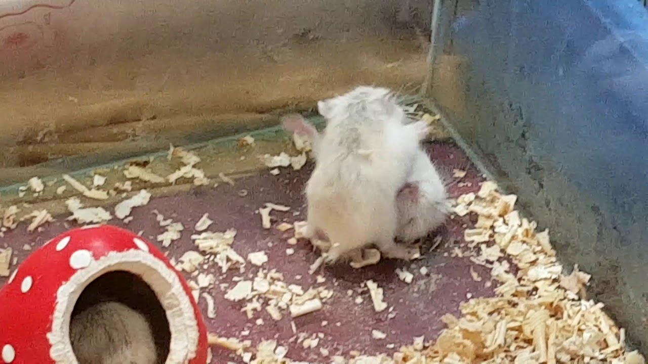 Hamster Fight 2021 - YouTube