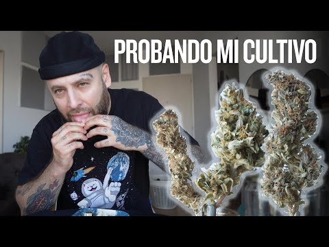 PROBANDO mi ultimo cultivo - AK47, AMNESIA y CRITICAL