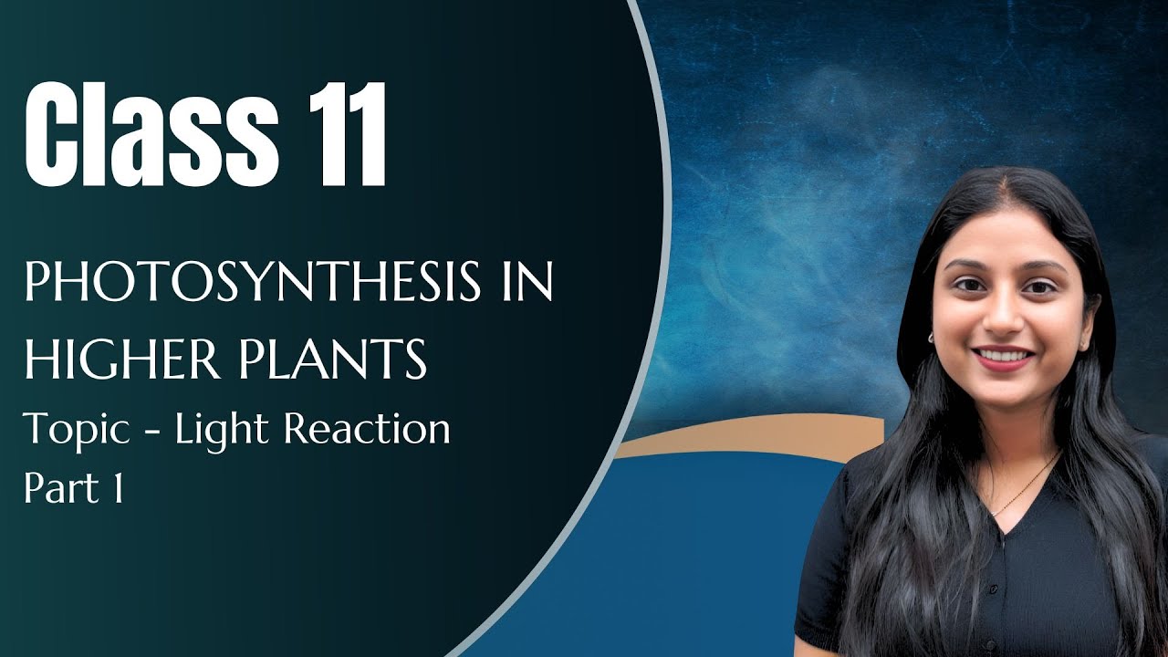Light Reaction Part 1| Photosynthesis in Higher Plants| Class 11 - YouTube