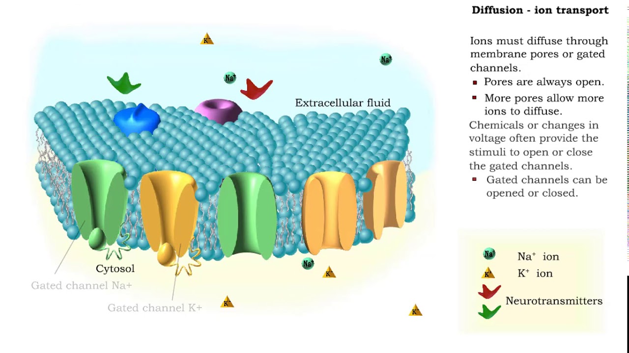 Simple Diffusion - Ion transport - YouTube