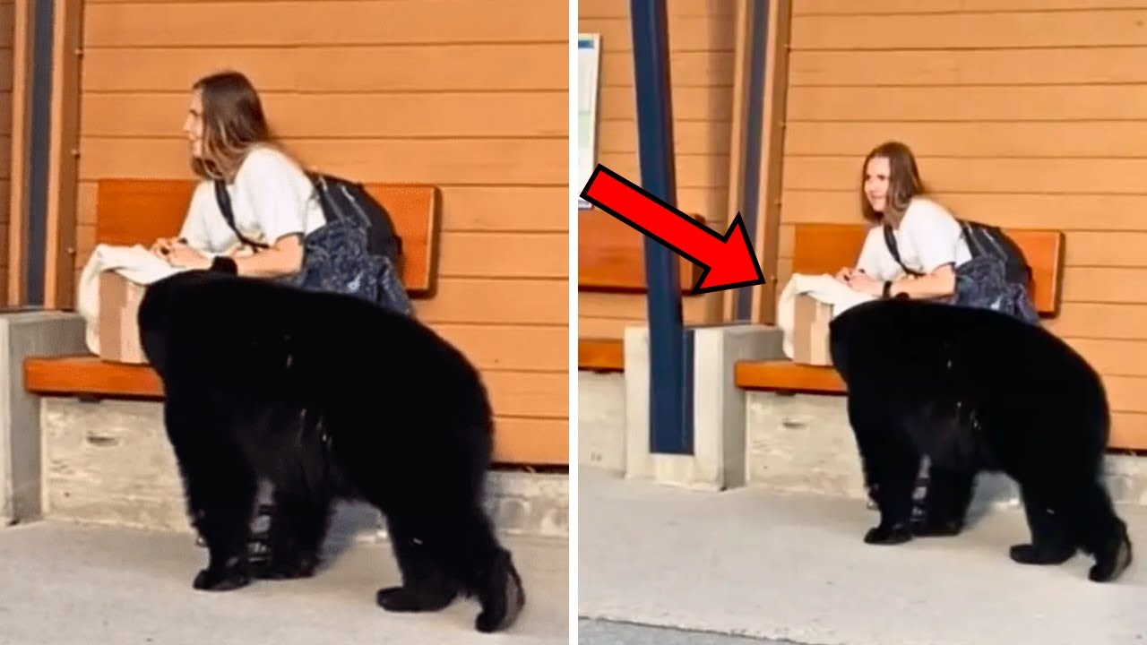 Bear Approaches Woman At Bus Stop, When She Realizes Why, She Decides ...