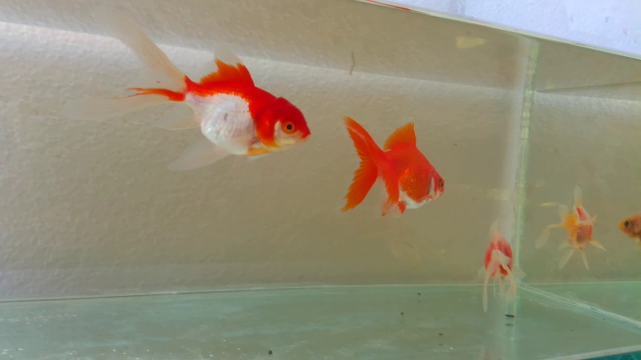 Zlatne ribice-japanke #goldfish - YouTube