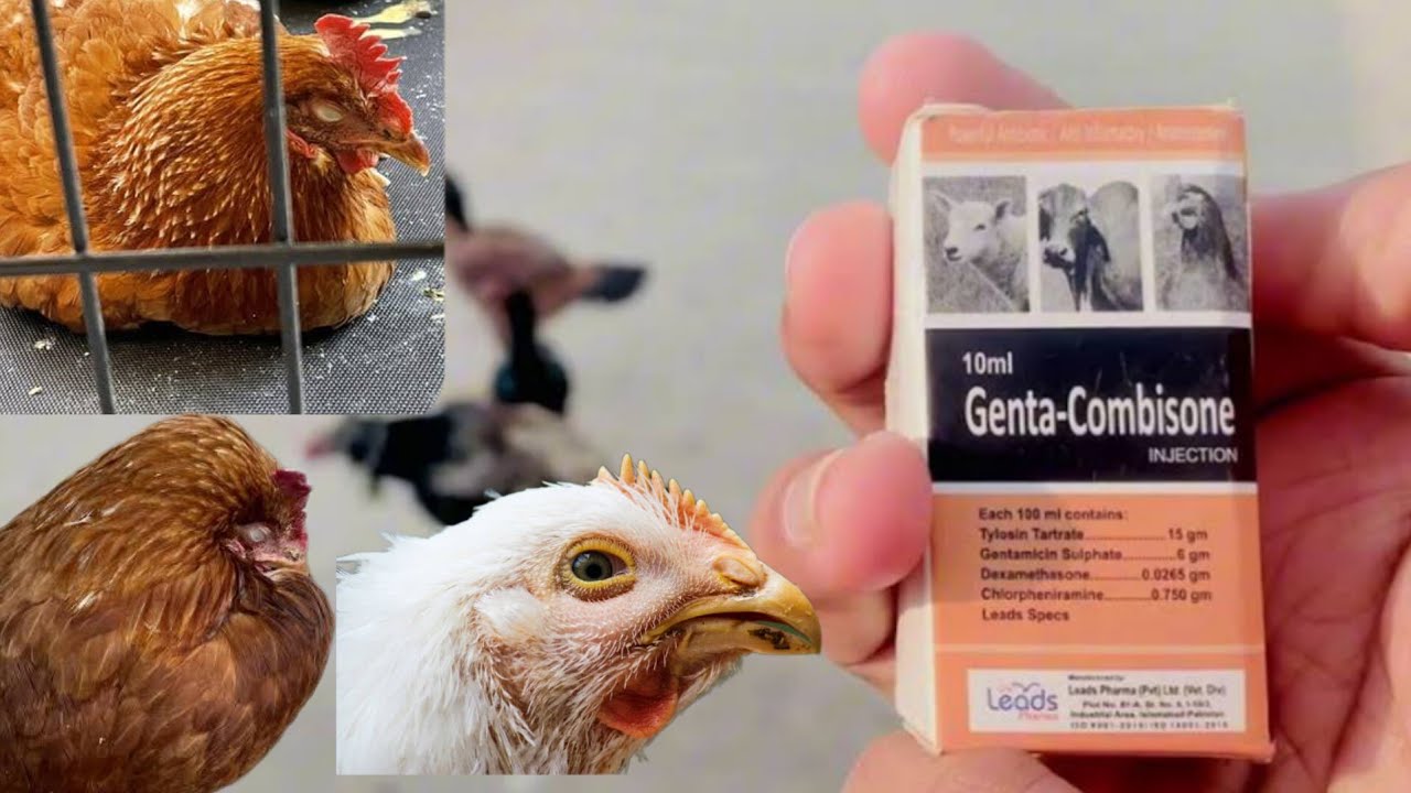 About Genta Combisone Injection For Birds And Animals - YouTube
