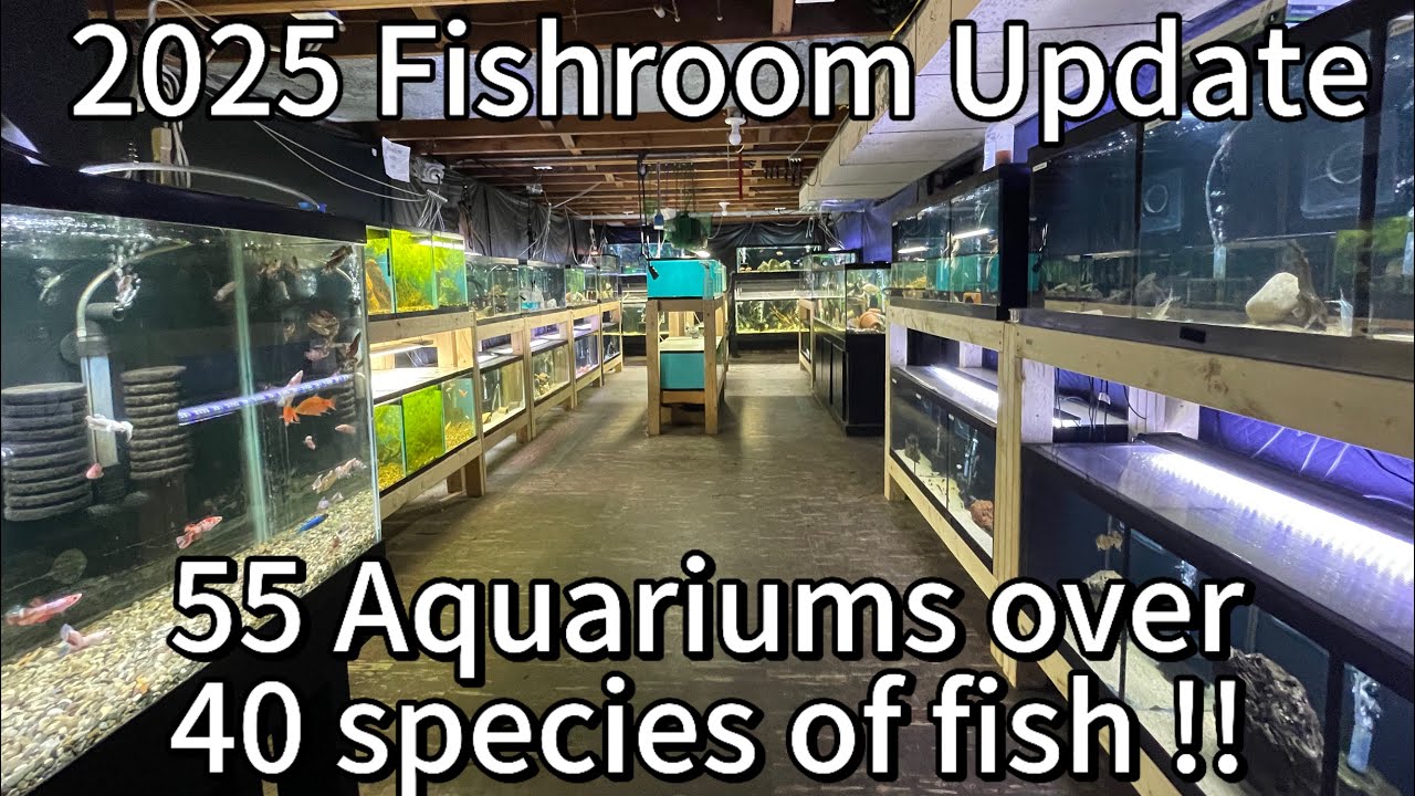 Fish room tour 2025 exclusive | fish room is boiling - YouTube