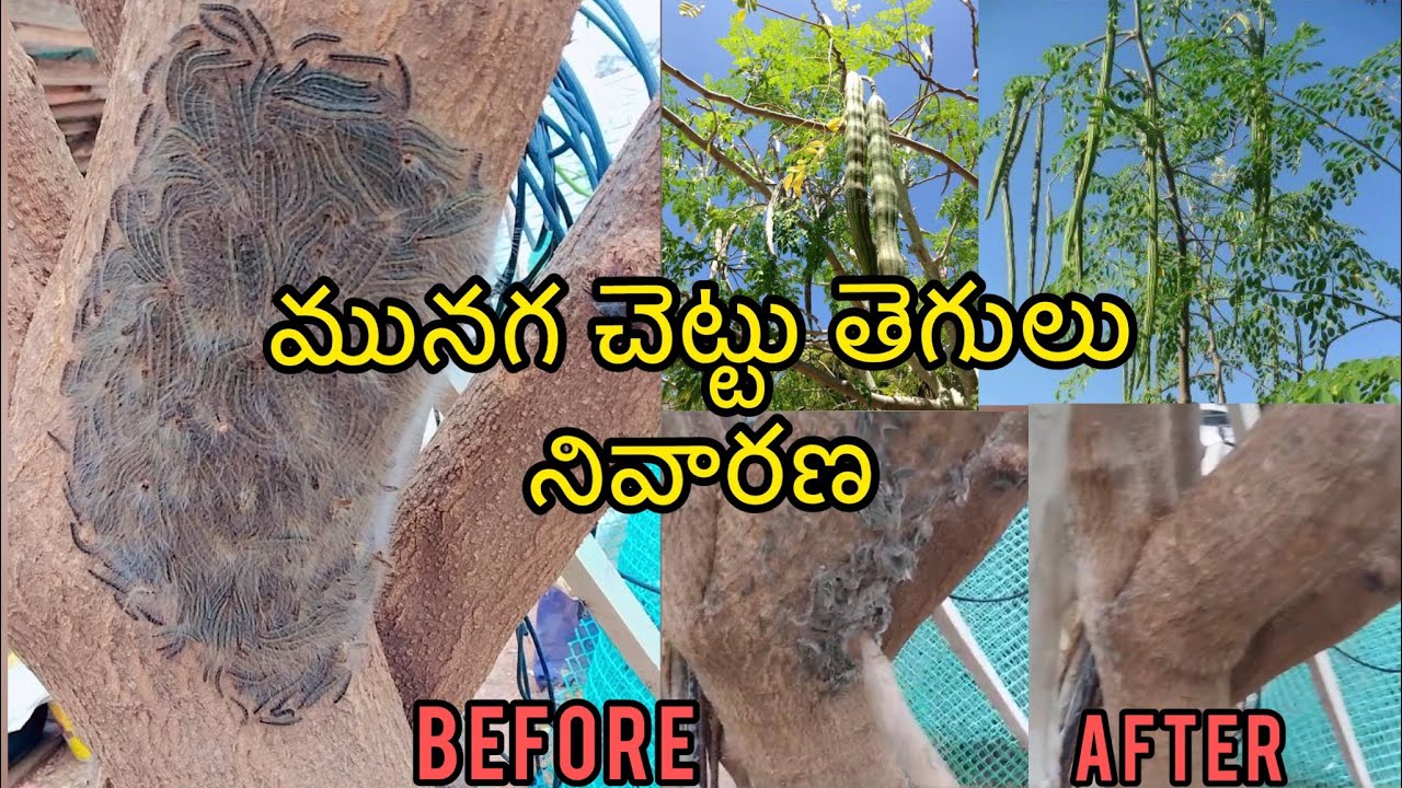 Pest control for Drumstick Tree - YouTube