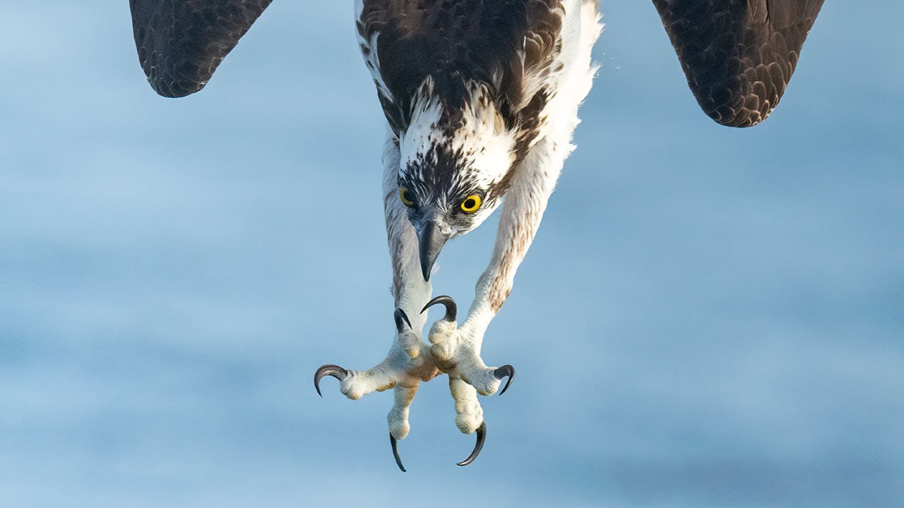 Cull Images Fast, Effective and Efficiently So You Can Get Outside to ...