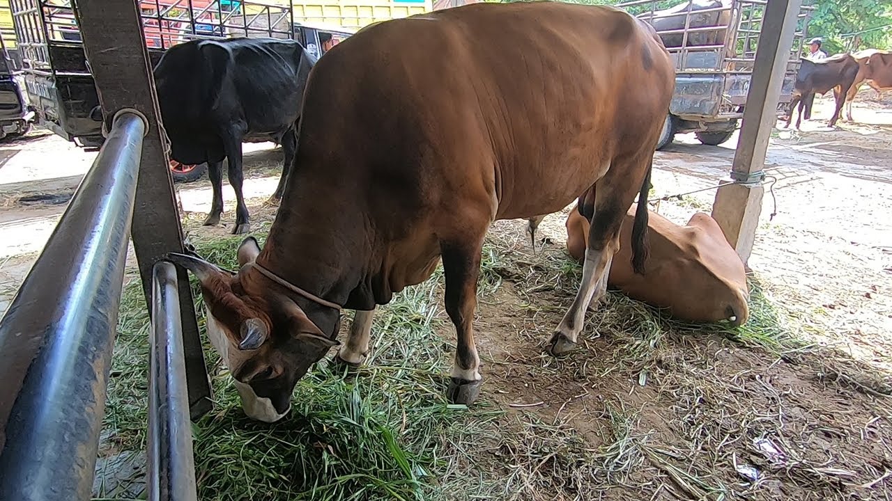 Sapi Gemuk Super Dalam Kandang Dari Truk Oleng Baru Masuk - Pasar Sapi ...