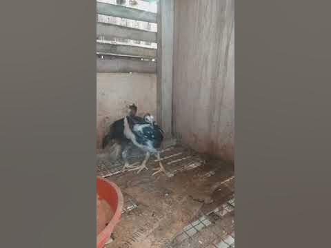 Spyder jr.pakoy brutal - YouTube