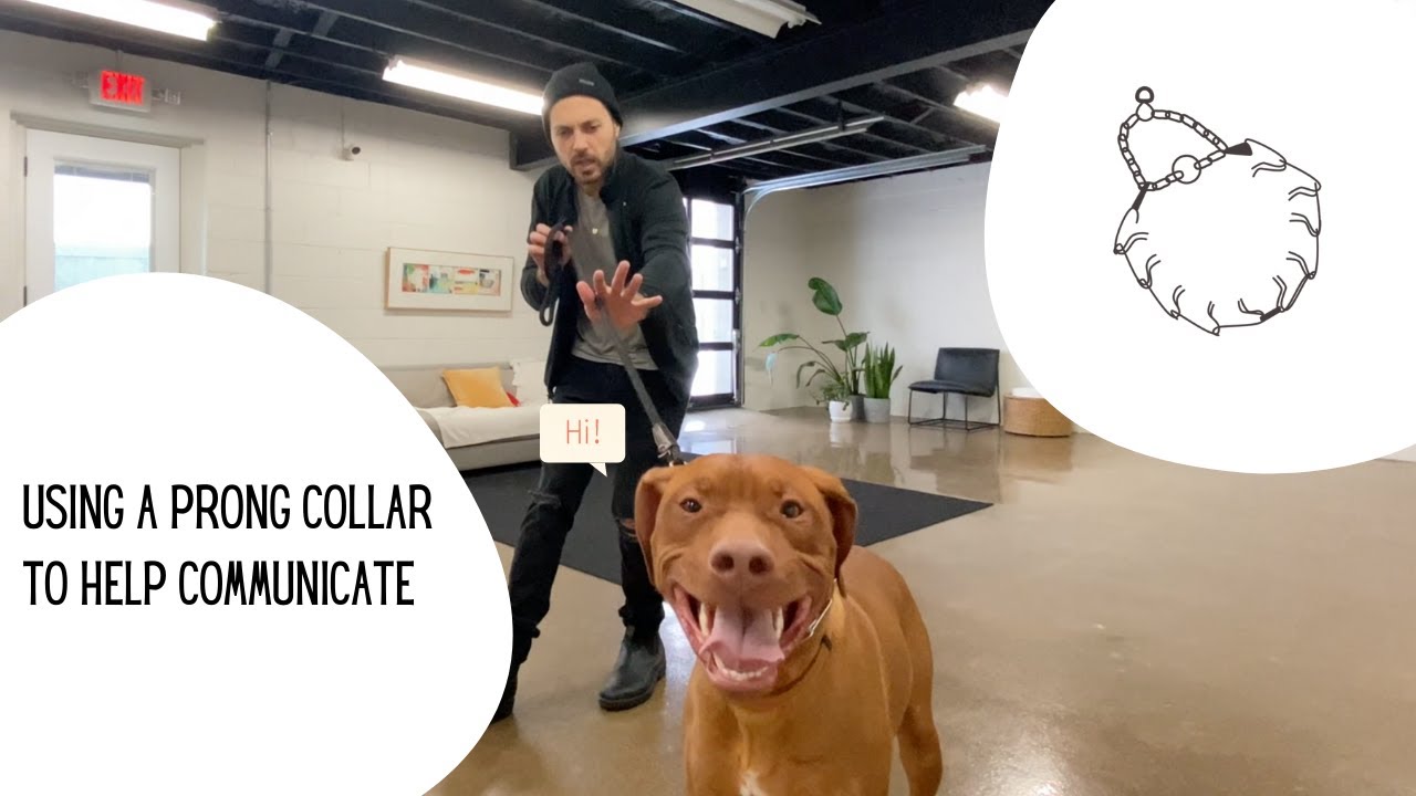 He Slipped Out of Every Collar We Tried - YouTube