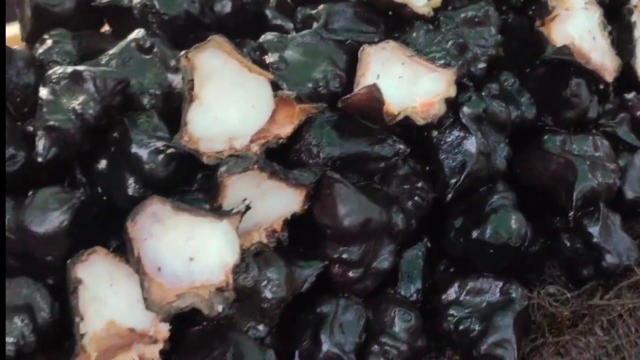 Water Chestnut removing seeds || Singhara fruit || Healthy fruit ...