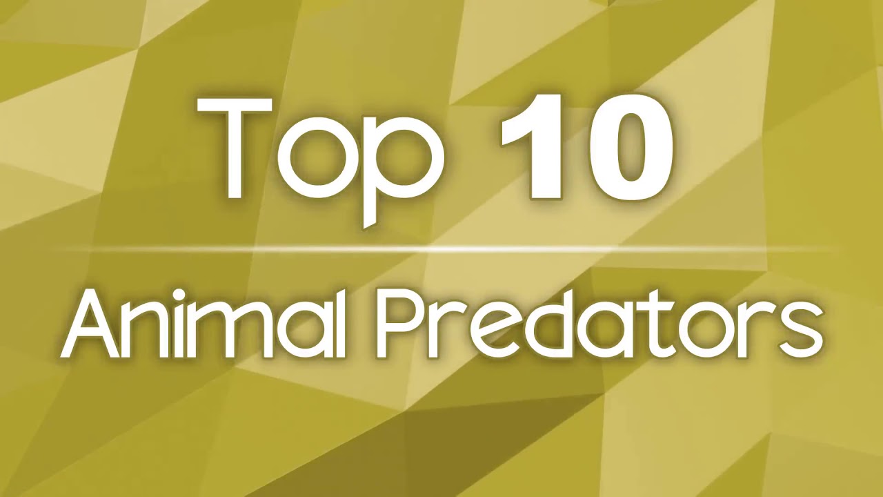 Top 10 animal predator in the world - YouTube