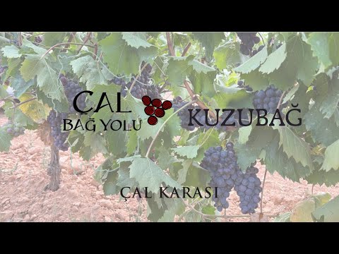 KUZUBAĞ İÇİN ÇAL KARASI