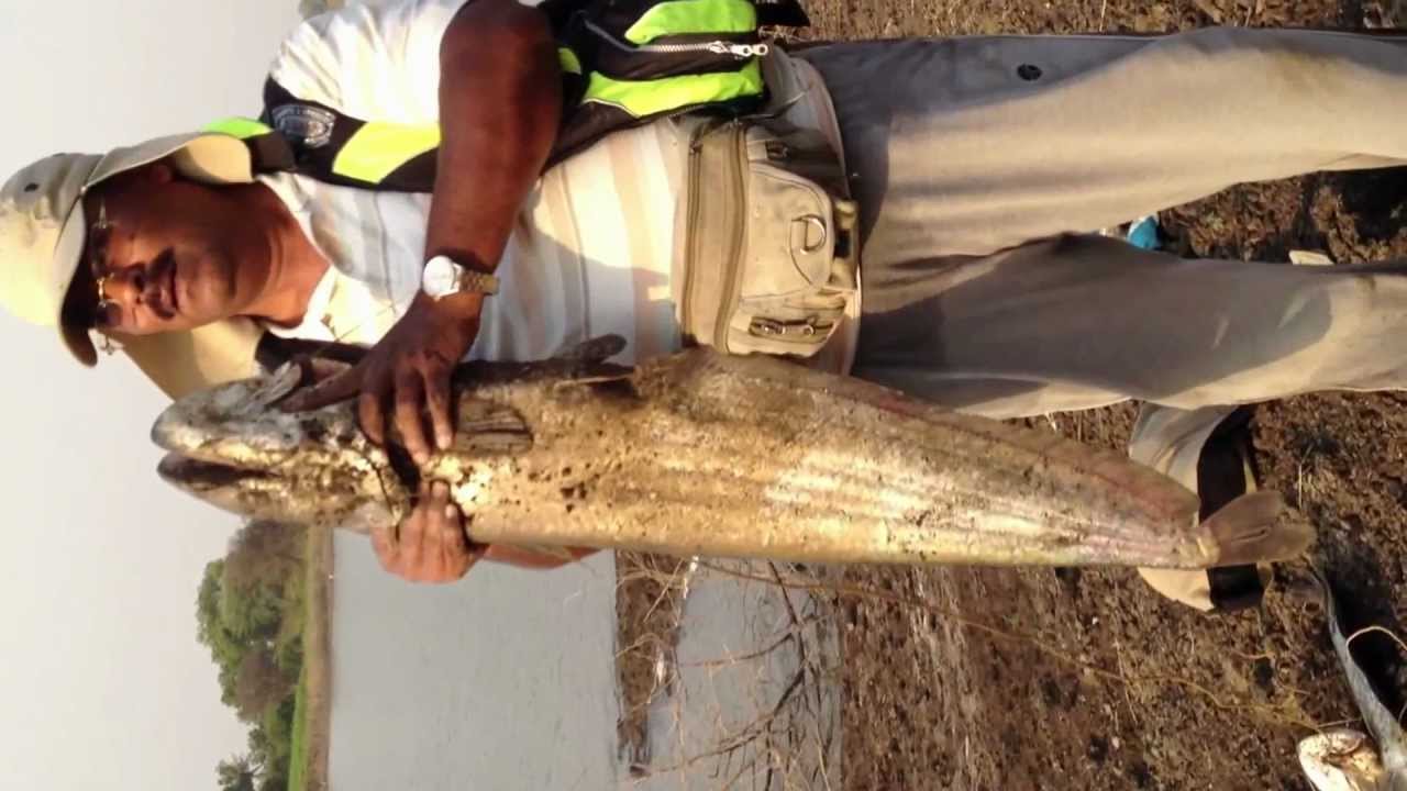 10kg Wallago attu, Catfish, Pathen. - YouTube