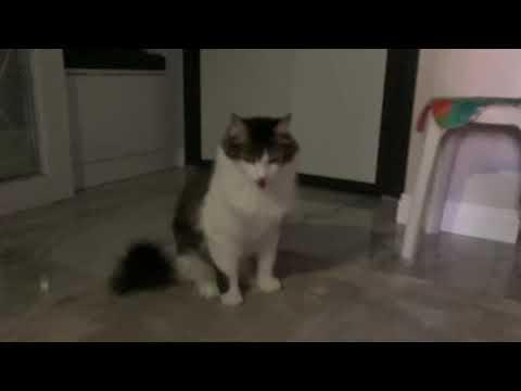 Kedi kusması