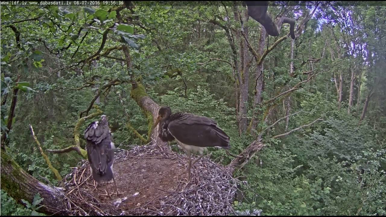 18h55m melnais starkis Male storklet regurgitate frogs for its sibling ...
