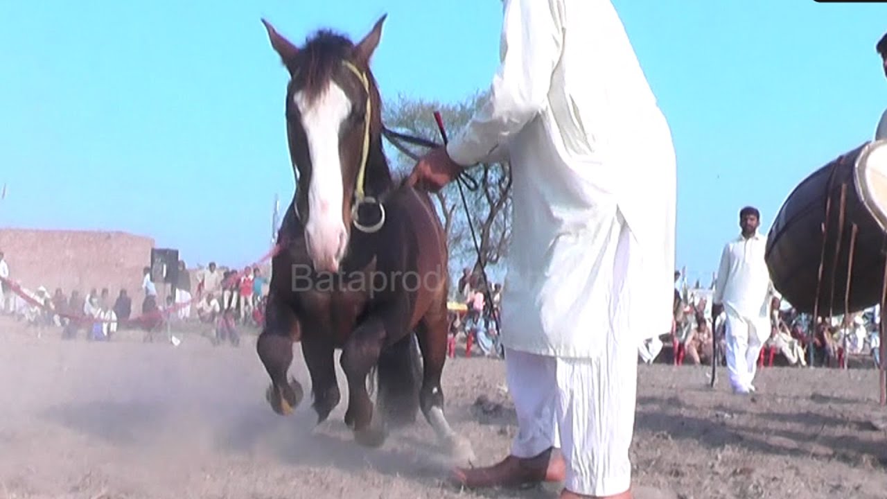 Horse Dance In Punjab Pakistan | New Horse Dance Video 2020 - YouTube