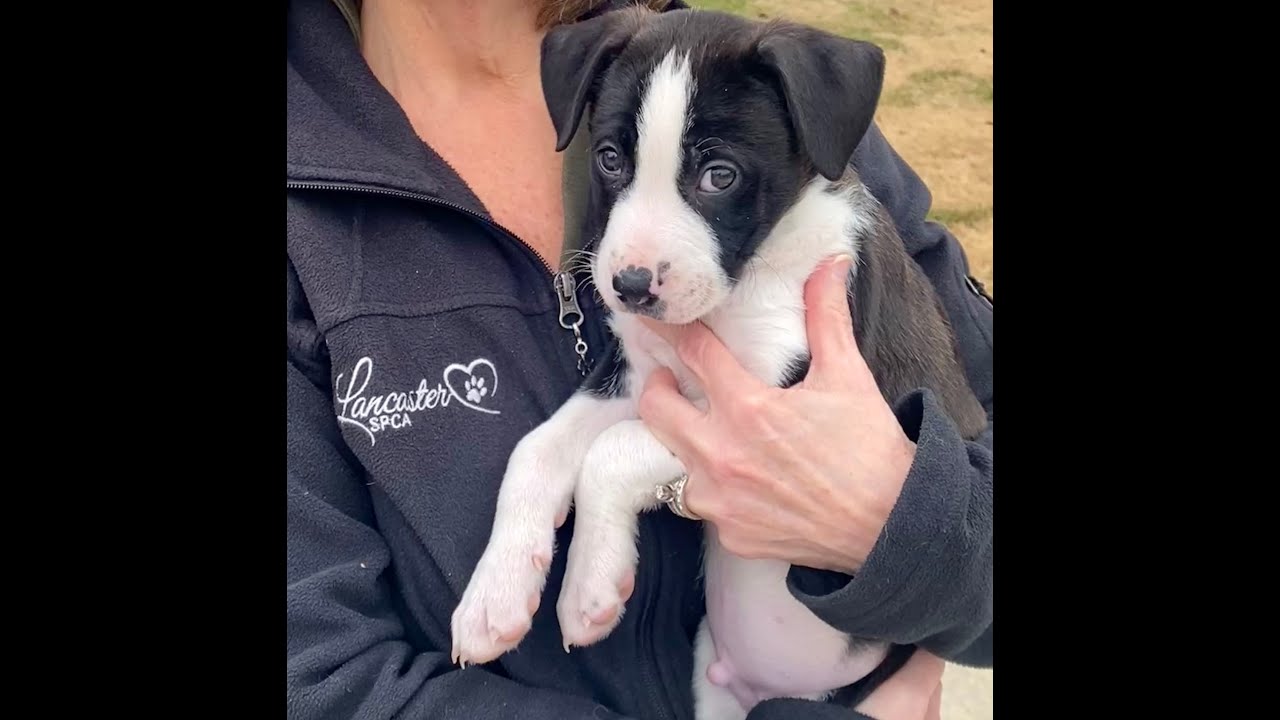 Lancaster SPCA 2024 Year in Review - YouTube