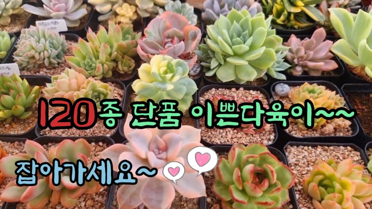 오늘은 다육이120종단품~이쁜금도 많아요~~🙆♀️🌼🌸🌼🌸🍀🍀🍀다육농장 다육구매 다육식물반려식물장마우산여름바위솔