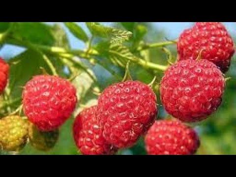 BEAR LAKE RASPBERRIES, Finding the Right Variety For Our Mountain ...