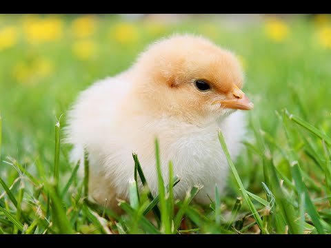 Cücələrdə (qanlı ishal ) KOKSİDİOZ , simptomları və müalicəsi /Кокцидиоз у кур , симптомы и лечение.