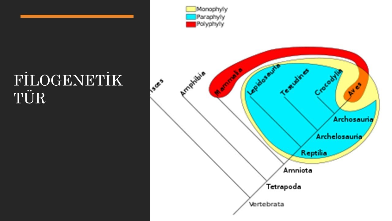 0015 FİLOGENETİK TÜR / EVRİM / SAMİOLUK - YouTube