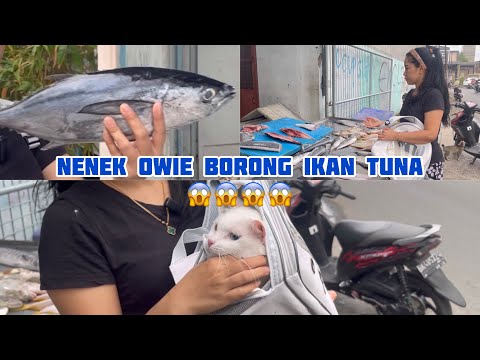 OWIE JALAN JALAN SORE KETEMU KUCING MENGHAWATIRKAN KASIAN BANGET🥺