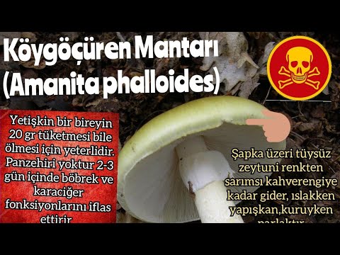 Dünya'nın en ölümcül zehirli mantarı ile tanışın. Amanita phalloides