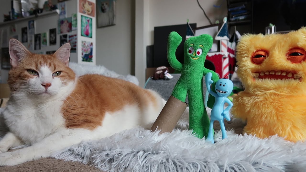 My Cat Holds An Intervention - YouTube