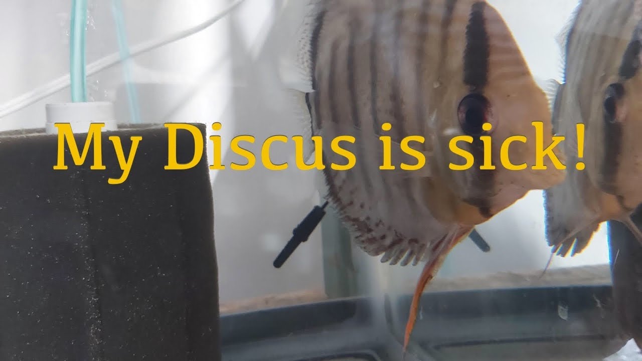 Wild Discus fish with the Gill problem update! - YouTube