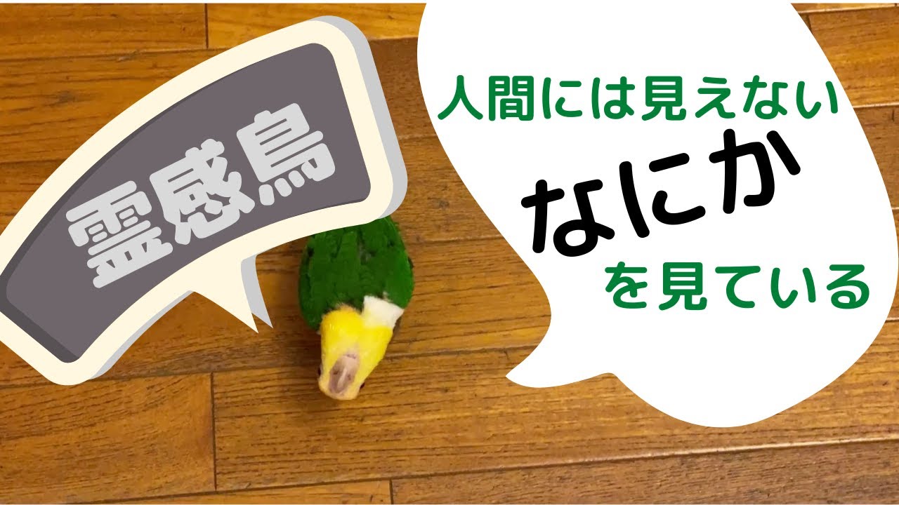 人間には見えないものが見える鳥？！ / Birds that can see things that humans cannot see ...