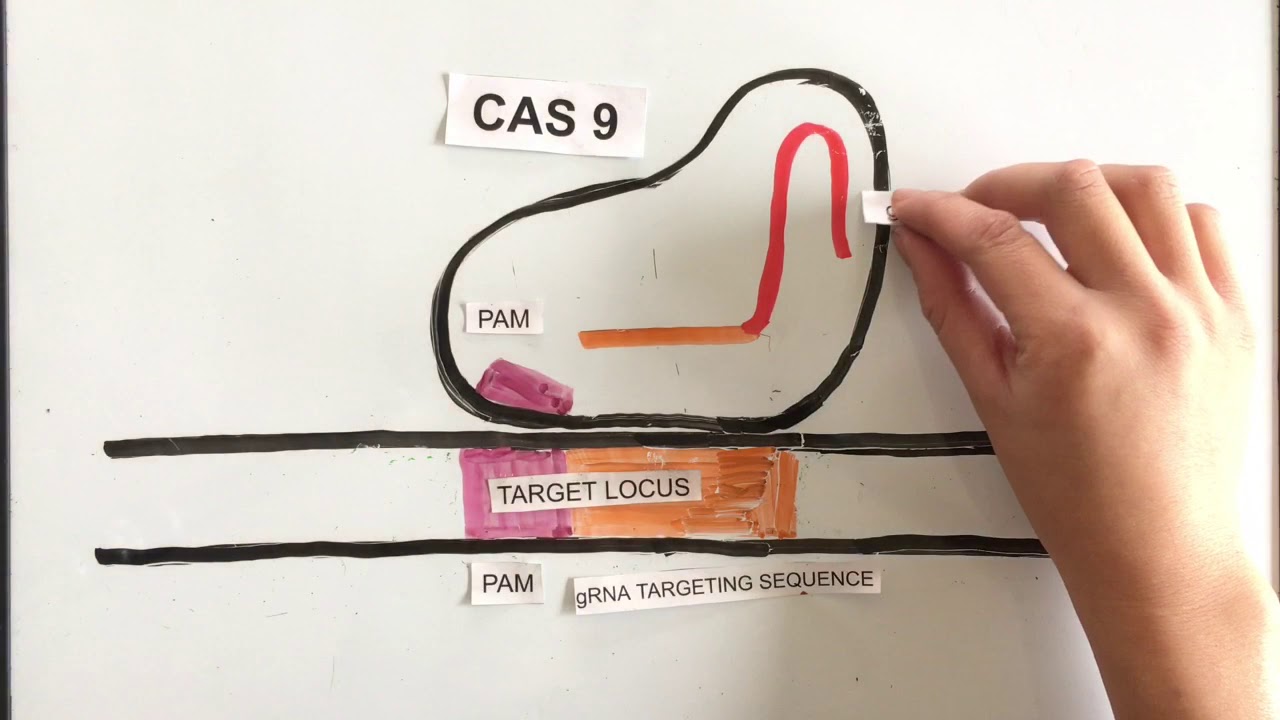 How Does CRISPR-Cas9 Work? Simple Explanation - YouTube