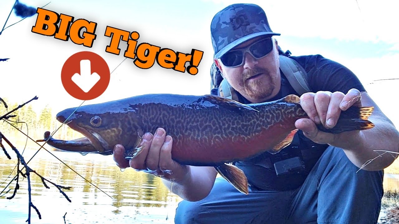 Shore Fishing Alberta's Busiest Lake for BIG Trout! - YouTube