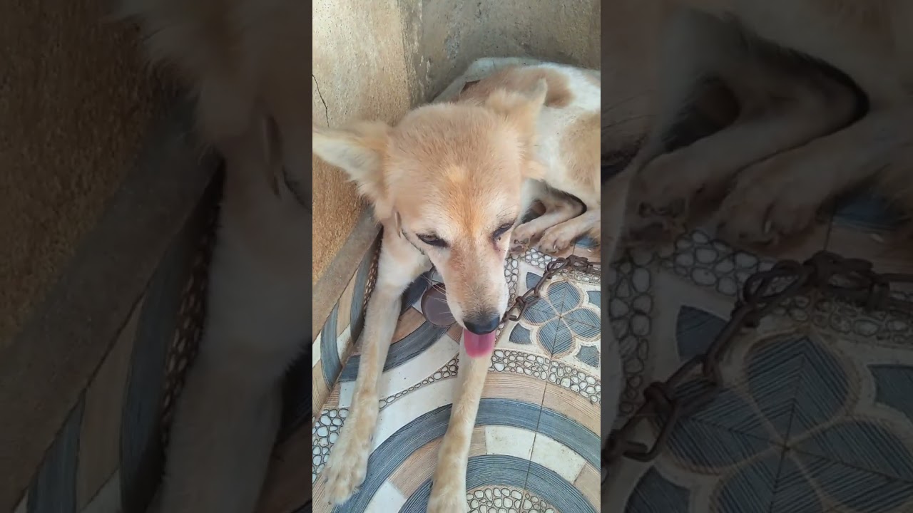 #dogs #chillar_gadu - YouTube