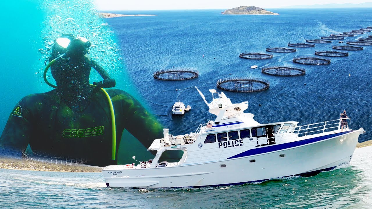 Diving under ATLANTIC SALMON farms - CRAYFISH diving - YouTube