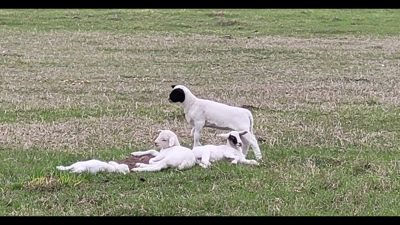 The peaceful sights and sounds of frolicking lambs (best views at 13:00 ...