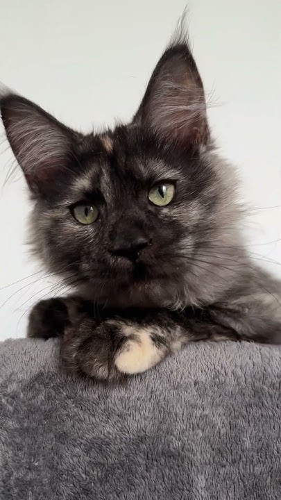 Chloe Black Tortoise Smoke Maine Coon Male Kitten Available Now Purebred Kitties Youtube