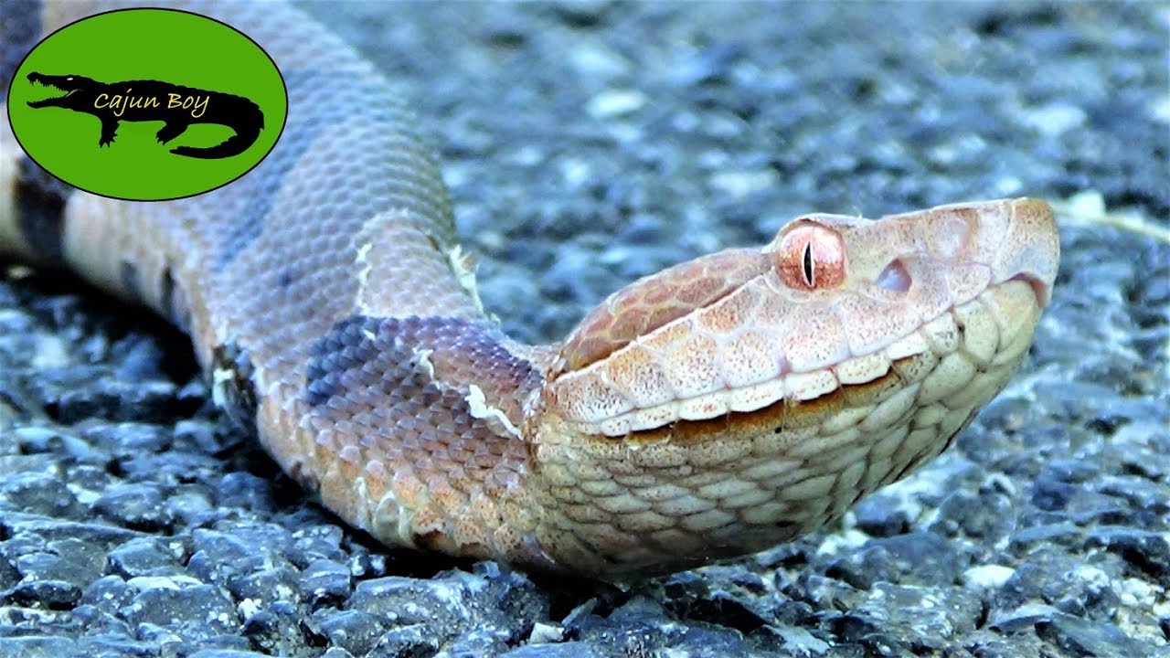 The Copperhead! - YouTube