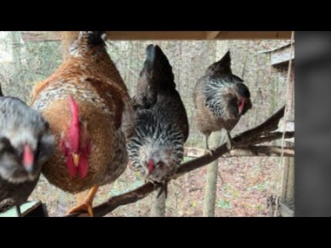 WAKE UP!!!!! Morning Chicken Cam!!!! - YouTube