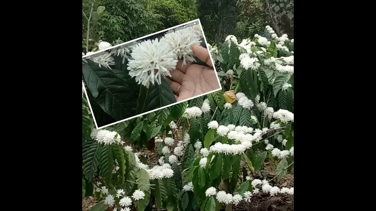 I love my coorg😍😍😍...(Tasty Coorg ) - YouTube