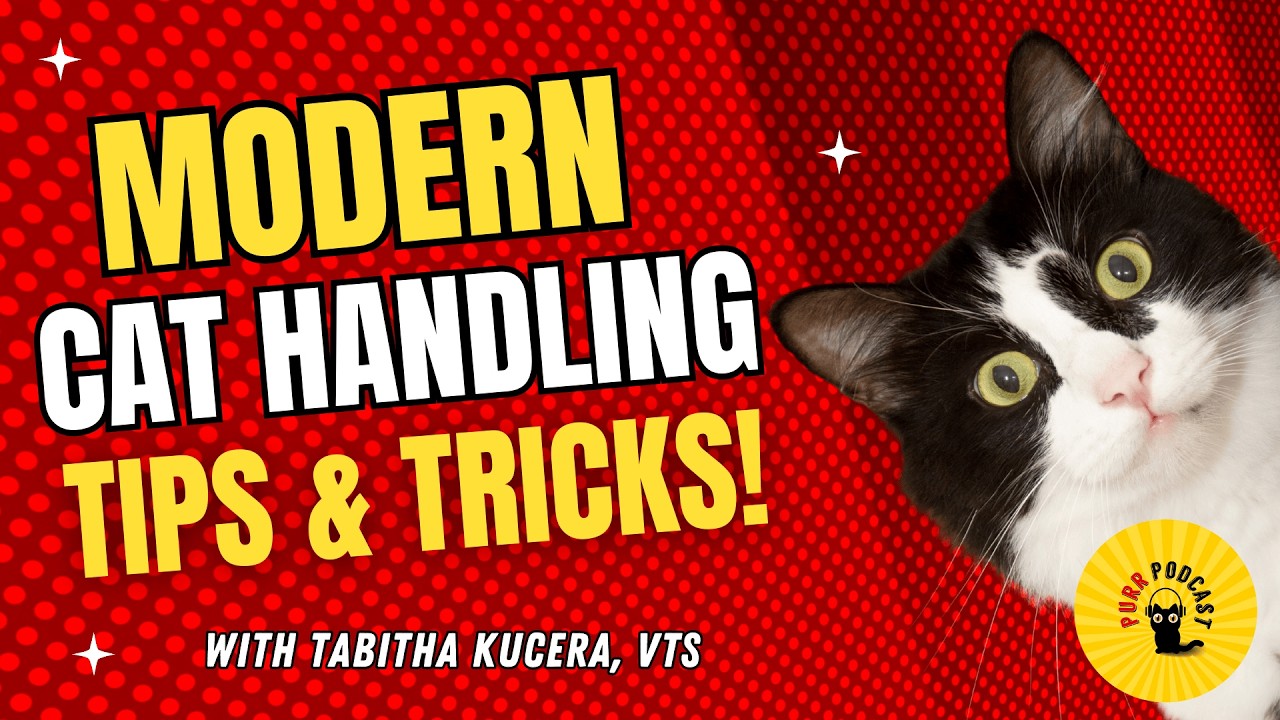 Go from ‘cat-wrangler’ to confident feline whisperer with Tabitha ...