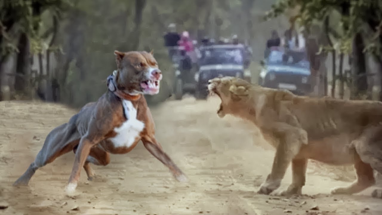 Pitbull Dog Attack Lion