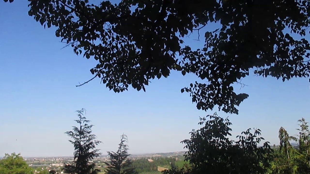 Cicadas Italy (Cicala) - YouTube