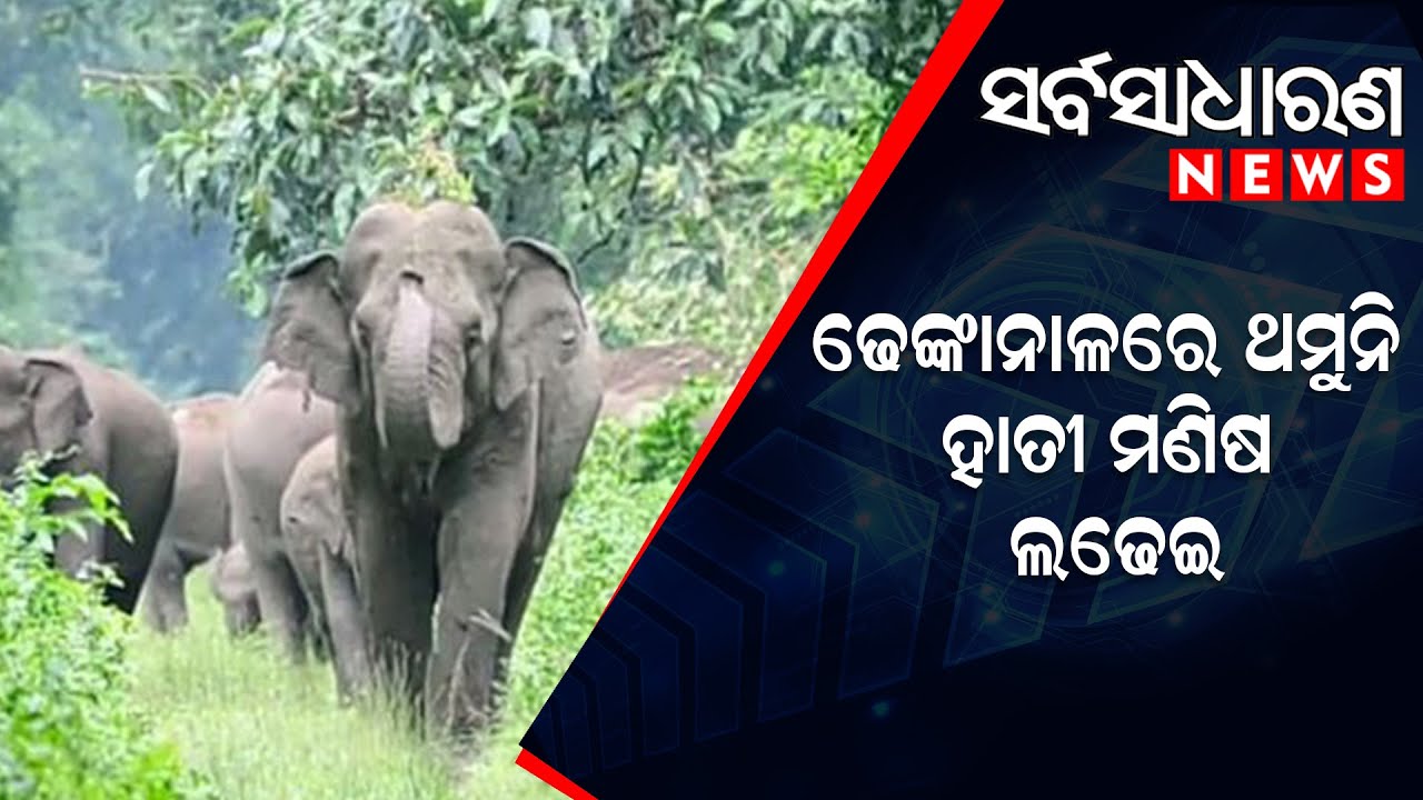 Elephant terror in Dhenkanal || SARBASADHARANA NEWS || #odianews - YouTube