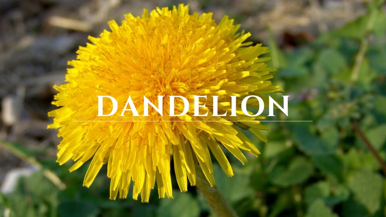 Dandelion* - YouTube