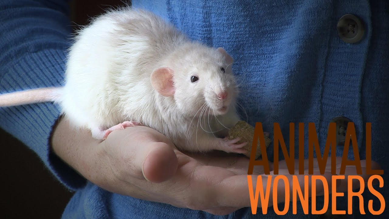 Rats! What, Where, and How - YouTube