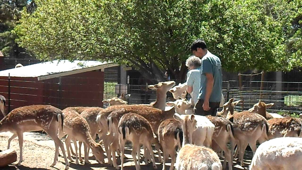 Deer Farm outside the Grand Canyon, AZ - May 2011 - YouTube