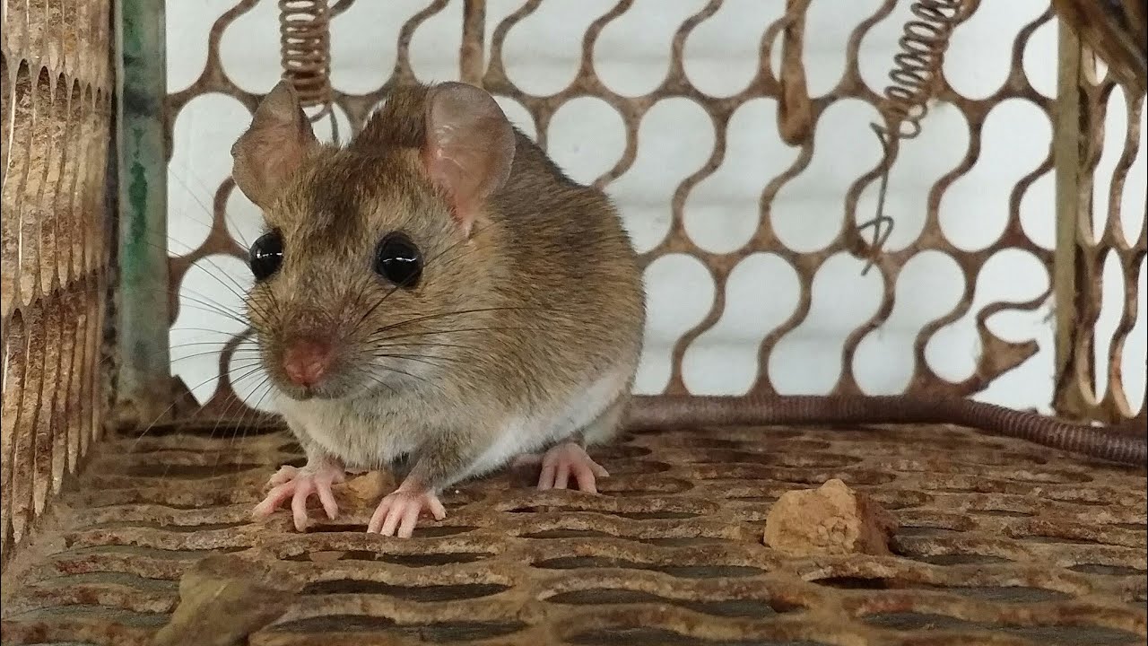 Big rat. Wow! Amazing mouse fiunny, animal film. Chuột lớn. Gros rat ...