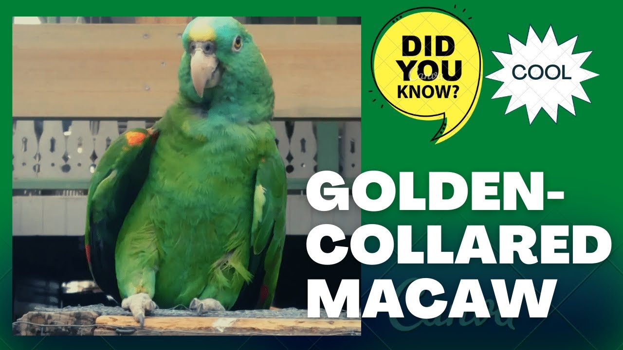 golden-collared macaw facts 🦜 yellow-collared macaw 🦜 Central South ...